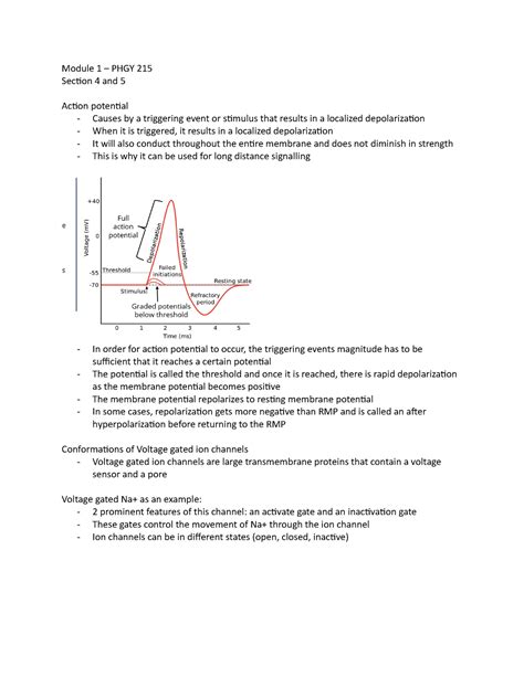 Module Section And PHGY Module PHGY Section And Action Potential