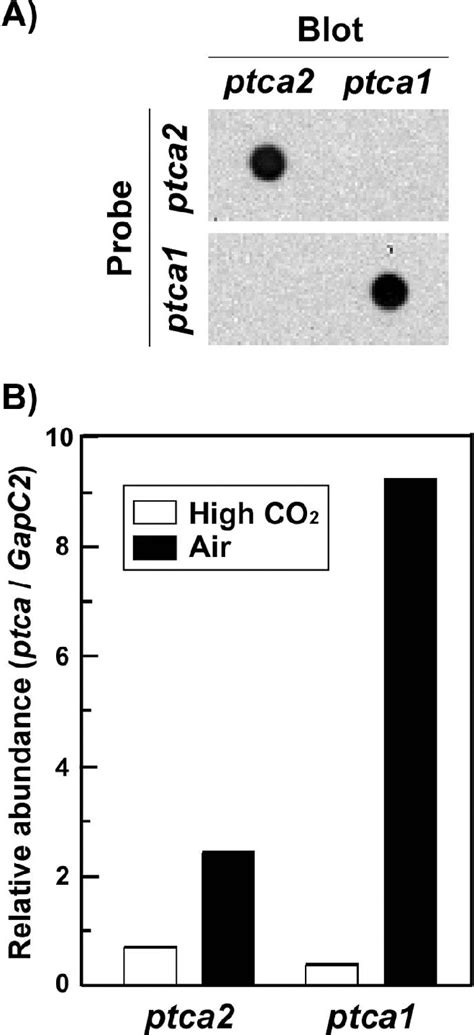 Validation Of Specificity Of Primers Used For Pcr Analysis And Download Scientific Diagram