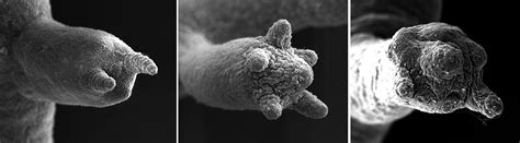 Orphan Genes Play An Important Role In Evolution