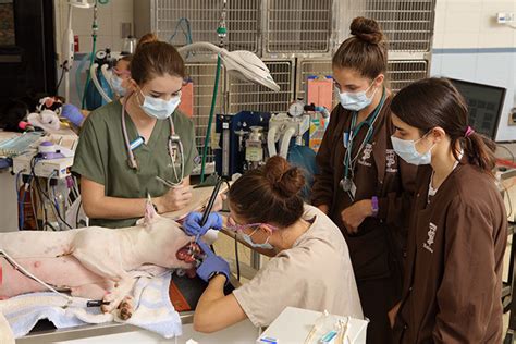 Veterinary Technology Tctc