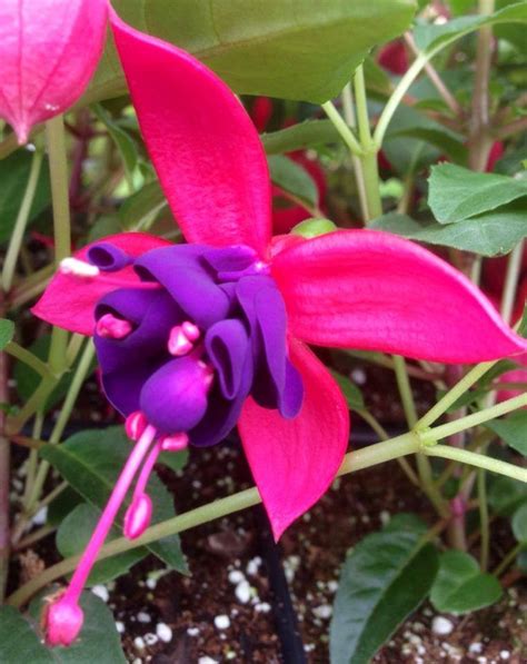 Dollar Princess fuchsia - FUCHSIA