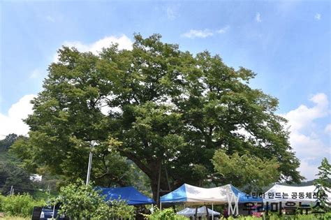 서구 괴곡동 2024괴곡동 느티나무 목신제 우리마을뉴스