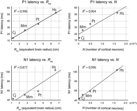 allometry of p1 n1 latencies with respect to brain size equivalent