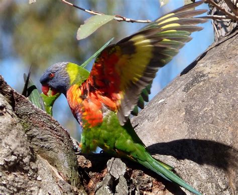 Despite Resurgence Elephant Seals Impacted By Near Extinction The Wildlife Society
