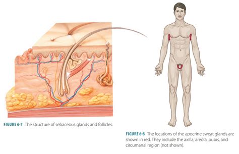 Physiology And Functions Of The Sebaceous Gland