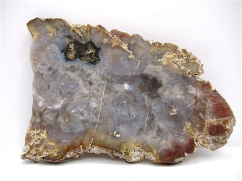 Jurassic Dinosaur Coprolite 58 Fossils For Sale