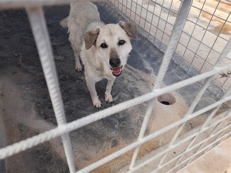 Adotta Un Cane Chicca Lega Nazionale Per La Difesa Del Cane Sezione Di Conversano
