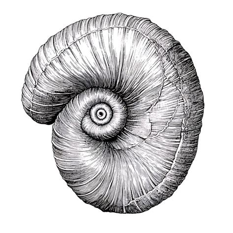 Detailed Pen And Ink Drawing Of A Spiral Ammonite Fossil Stock Illustration Illustration Of
