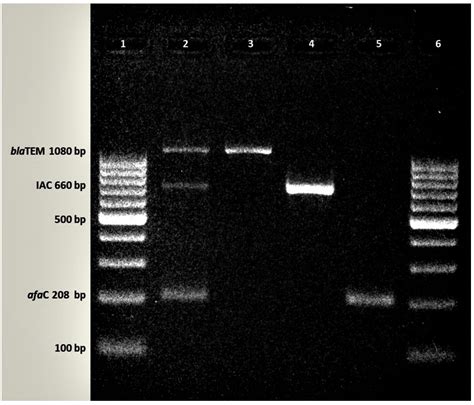 Standardisation Of An In House Multiplex Pcr Assay For Identifying