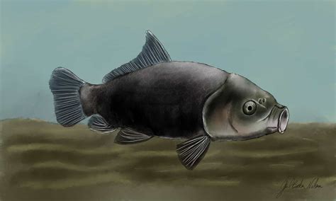 Lake Monsters The 10 Biggest Trophy Fish Ever Caught In Oklahoma A Z