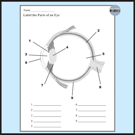 Diagram Of The Eye Worksheet