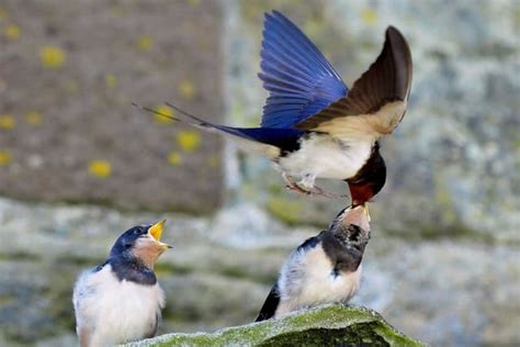 Tweeting Trails Of Migrating Bird Life