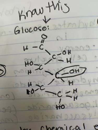 Chapter 5 Intro To Carbohydrates Flashcards Quizlet