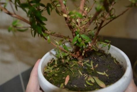 Какой грунт нужен для мирта? - О растениях и сельском хозяйстве