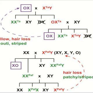 PDF Role Of Sex Chromosomes In Mammalian Female Fertility