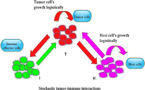 Schematic Diagram Of The Interactions Between Tumor Cells Immune Cells