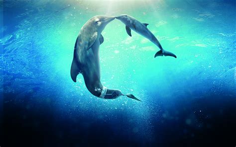 Dwa Delfinki Pocałunek Morze