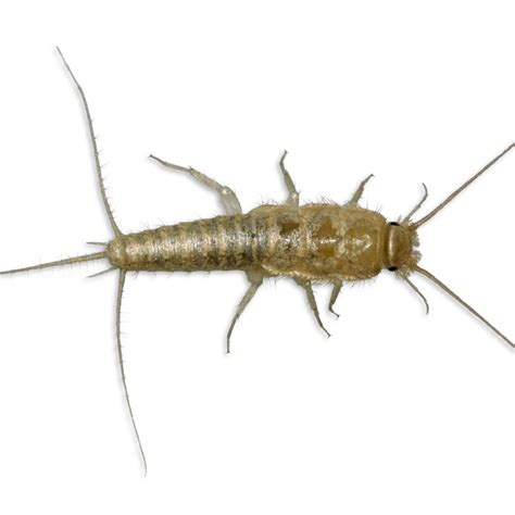 Insecte Maison Humide Home Alqu