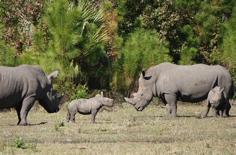 Rhino Conservation Rhino Investigation And Process Serving Llc