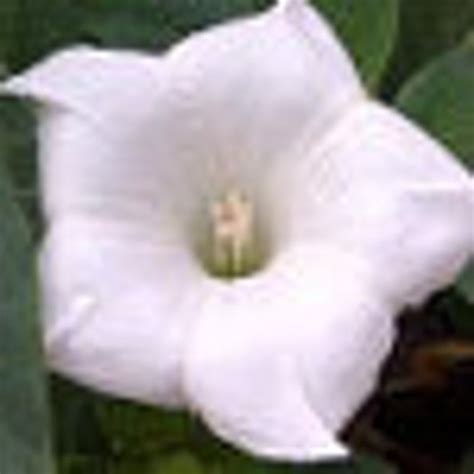 Ecmo Survivor Tee Ecmo T Survivor Tshirt Ecmo Heart Tee Ecmo