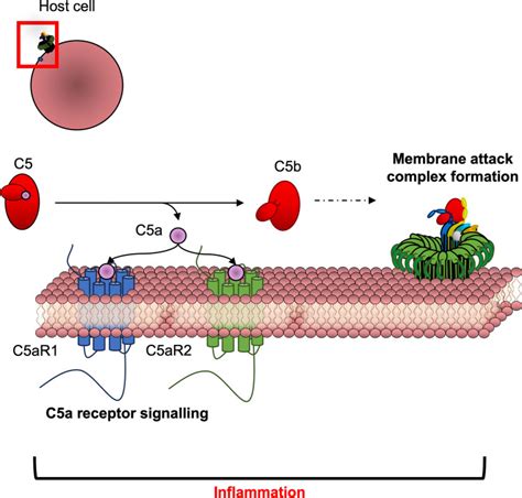Action Of The Terminal Complement Pathway On Cell Membranes Pmc
