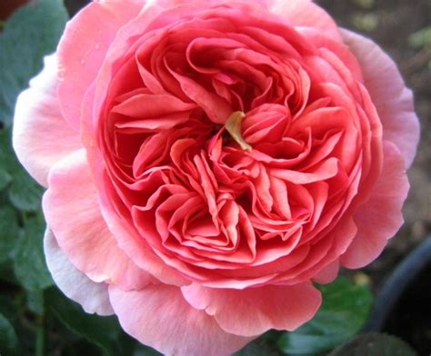 Chipendale Cillas Trädgård I Torhamn