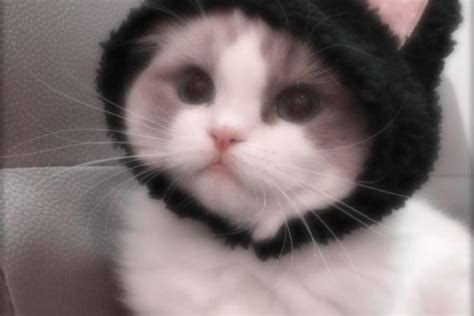 بک گراند کیوت تستچی