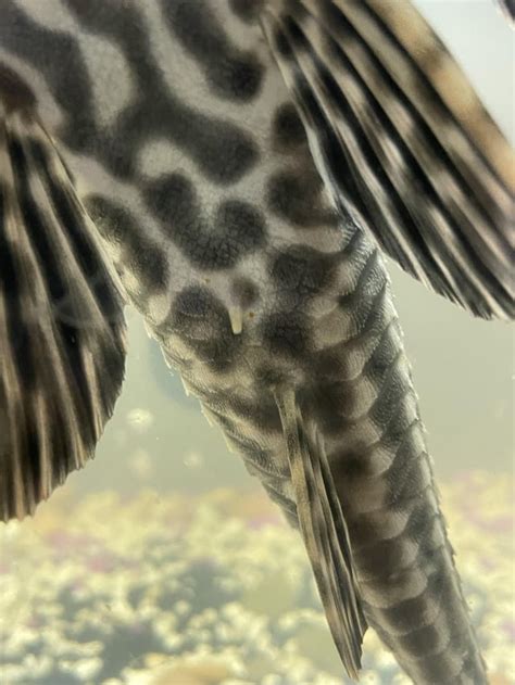 Can Anyone Sex My Pleco Rpleco