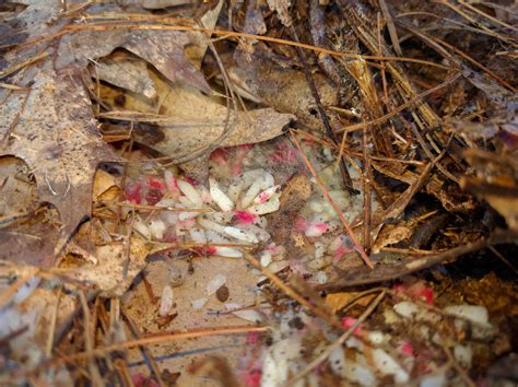 Microbe Farming Grasscityforumthe Worlds Largest Cannabis And Weed