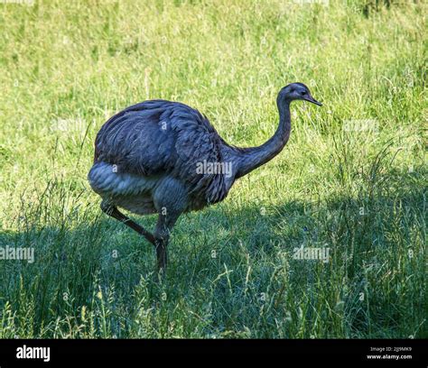 Darwins Rhea Rhea Pennata Also Known As The Lesser Rhea It Is A Large Flightless Bird But