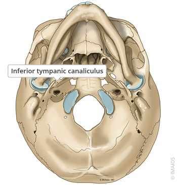 Inferior Tympanic Canaliculus E Anatomy Imaios