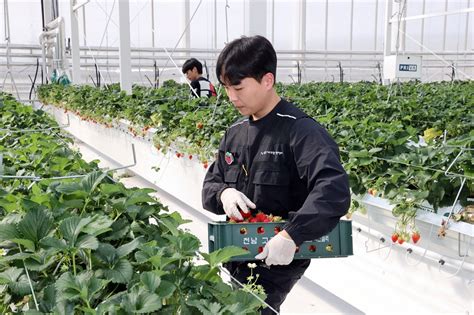전라남도 고흥 스마트팜 혁신밸리 딸기 수확 오마이포토