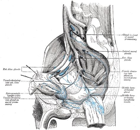 Prostate Anatomy