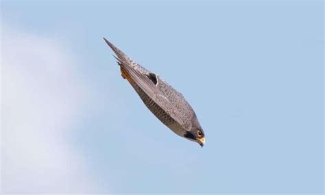Can A Peregrine Falcon Dive 240 Mph Birdful