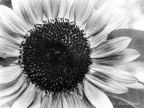 Black And White Photography Of Sunflowers