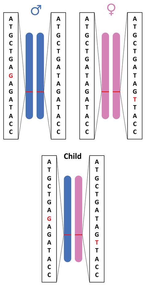 Illustration Of Compound Heterozygous Variants Compound Heterozygous Download Scientific