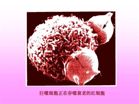 实验七、小白鼠腹腔巨噬细胞吞噬现象的观察 Word文档在线阅读与下载 无忧文档