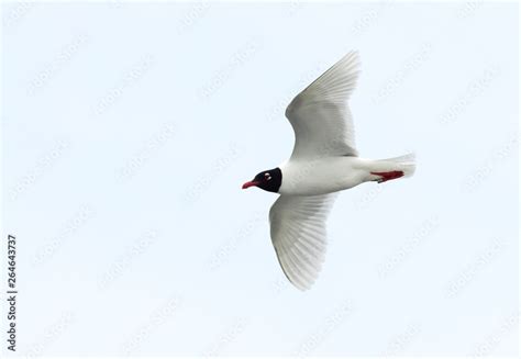 Summer Plumage Adult Mediterranean Gull Ichthyaetus Melanocephalus During Spring Migration On