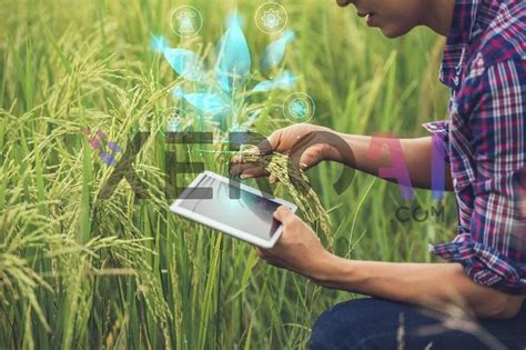 Wheat Counting And Monitoring Using Deep Learning XEROAI