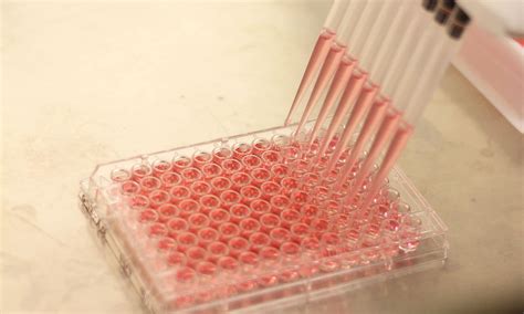 Antibody Development Process Green Mountain Antibodies