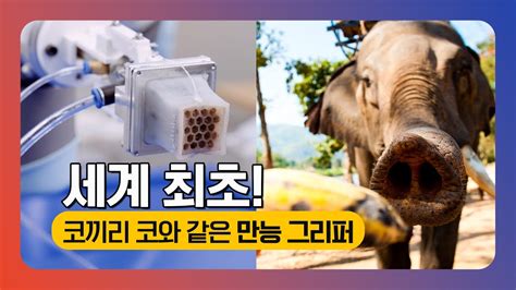Eng Sub 미세 바늘까지 잡을 수 있는 코끼리 코 로봇 손 세계 최초 개발 로봇손 그리퍼 한국기계연구원 Youtube