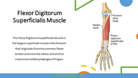 Flexor Digitorum Superficialis Origin Insertion Nerve