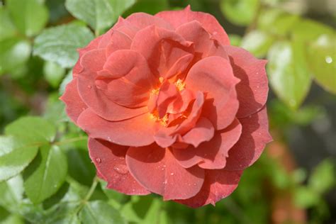 Hot Chocolate | Rose, rot, 0.9m x 0.6m (Carruth, 2006) | Rosa 'Hot ...