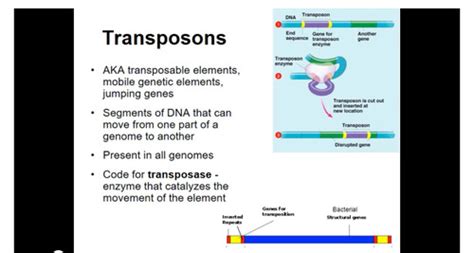Genetics Chapter 18 Dna Mutation Repair And Transposition Flashcards Quizlet