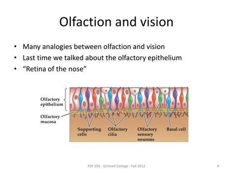 Ppt Olfaction 2 Powerpoint Presentation Free Download Id1980429