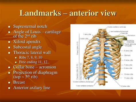 Ppt Anatomy Of Thorax Powerpoint Presentation Free Download Id4973463