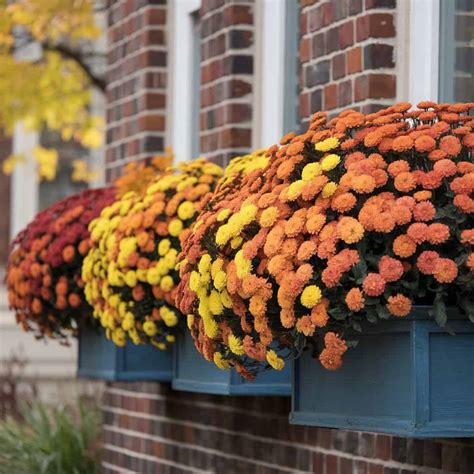 Fall Window Boxes For Your Home Aesthetic