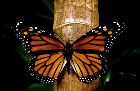 El Santuario De La Mariposa Monarca Es Considerado Como Una De Las