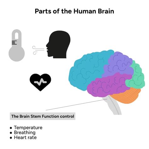 Premium Vector Human Brain Anatomy With Colored Parts Diagram Medical