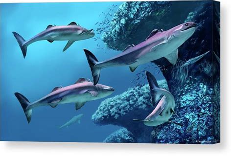 Cladoselache Sharks Canvas Print By Science Photo Library Science